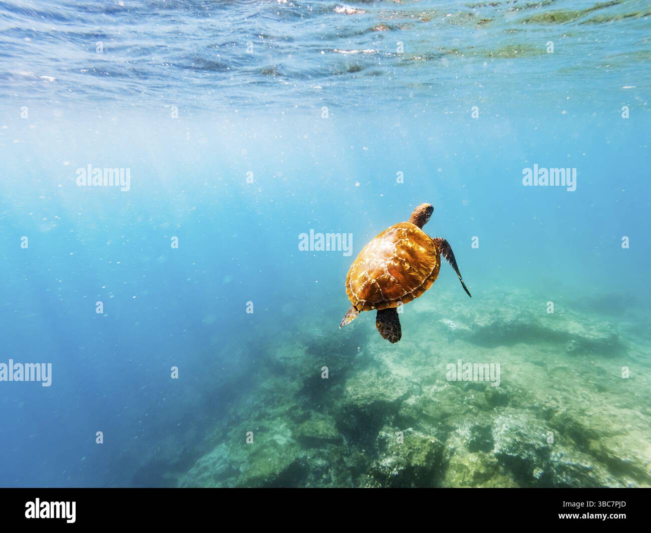 Green turtle (Chelonia mydas), underwater, Galapagos, Ecuador, South ...
