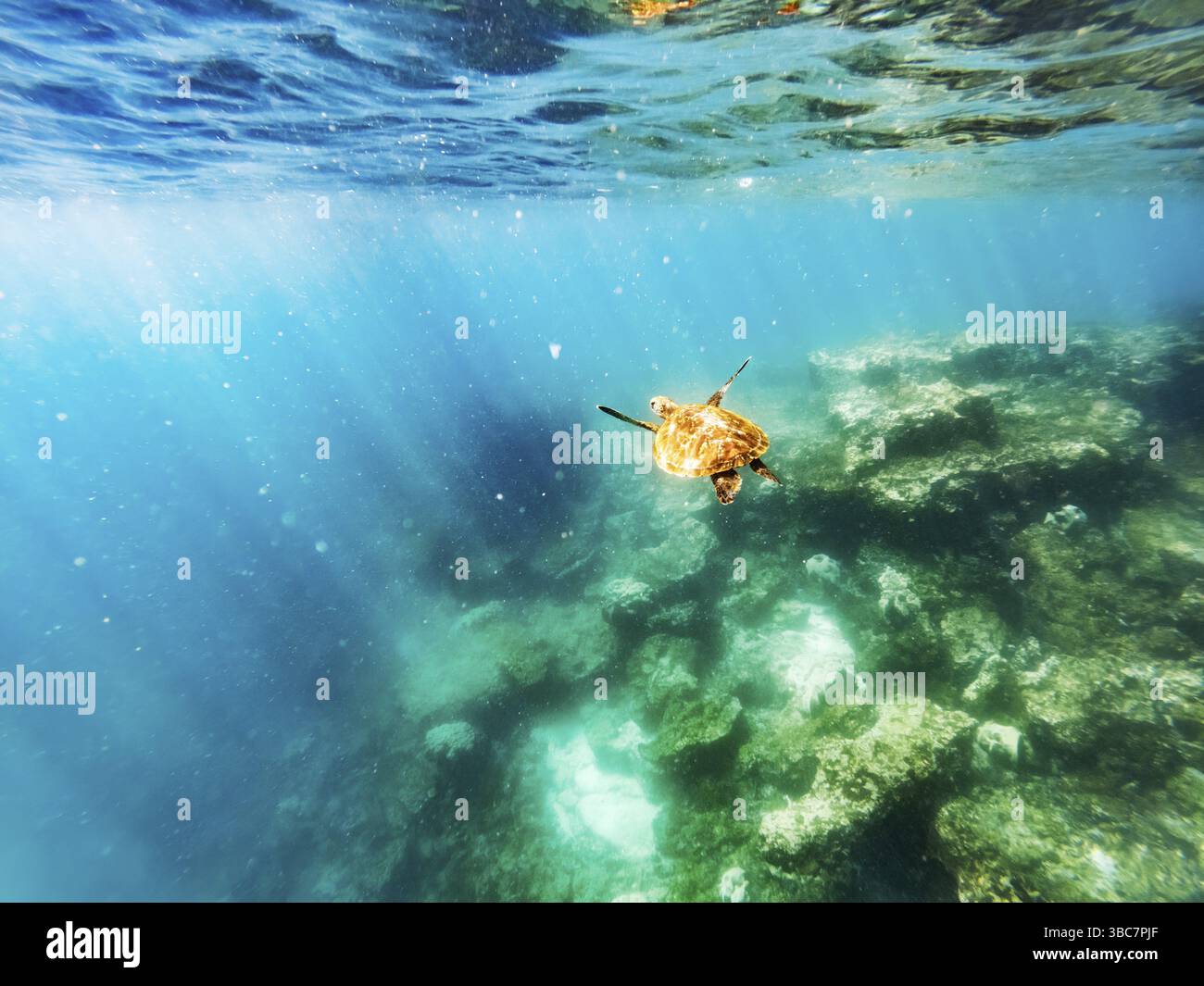Green turtle (Chelonia mydas), underwater, Galapagos, Ecuador, South ...