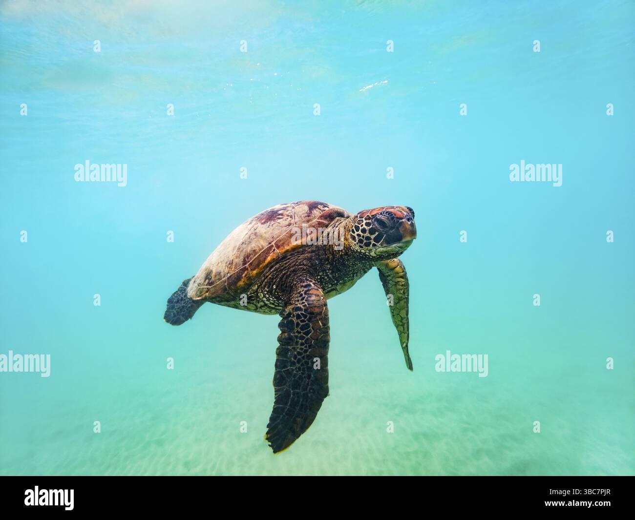 Sea turtle (Chelonia mydas), underwater, Galapagos, Ecuador, South ...