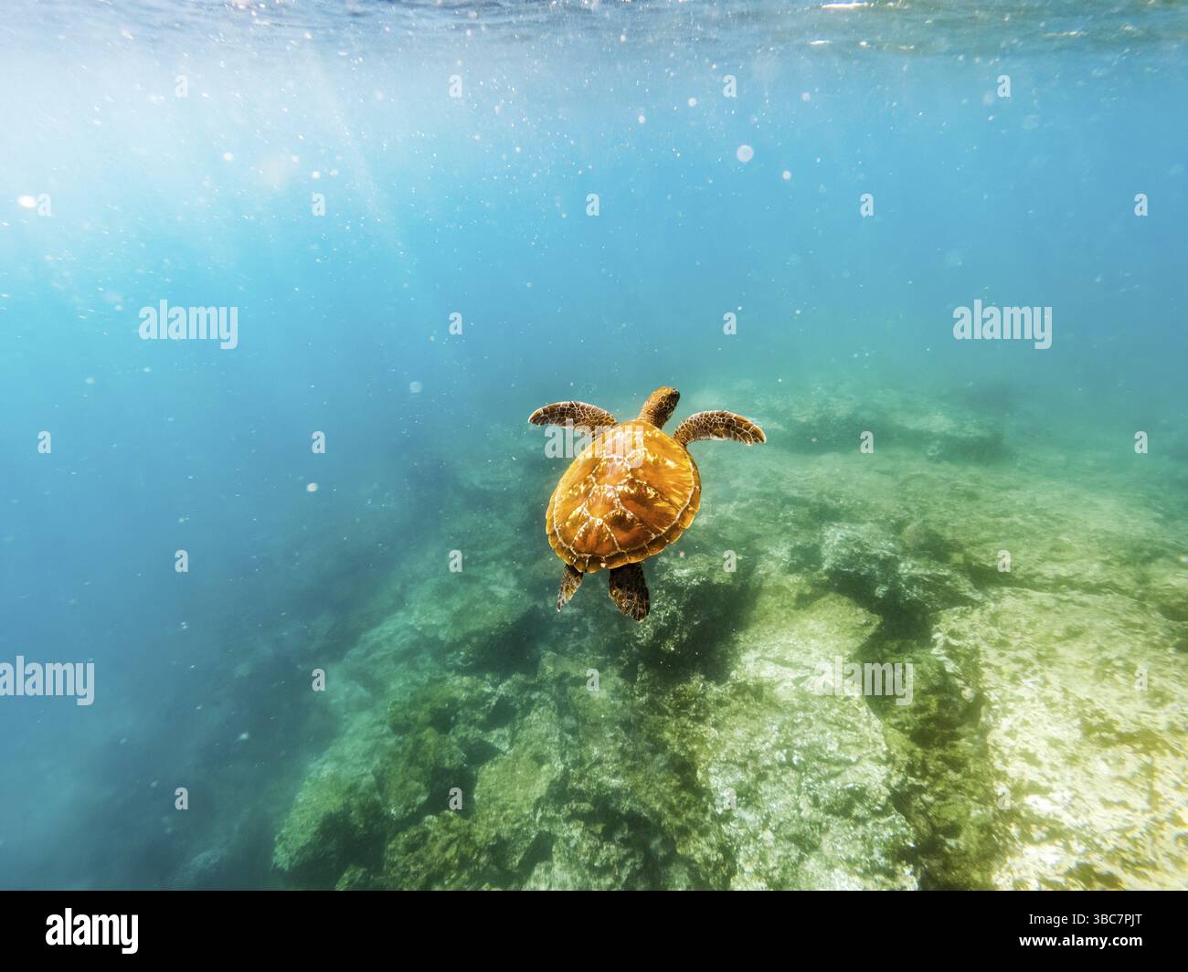 Green turtle (Chelonia mydas), underwater, Galapagos, Ecuador, South ...