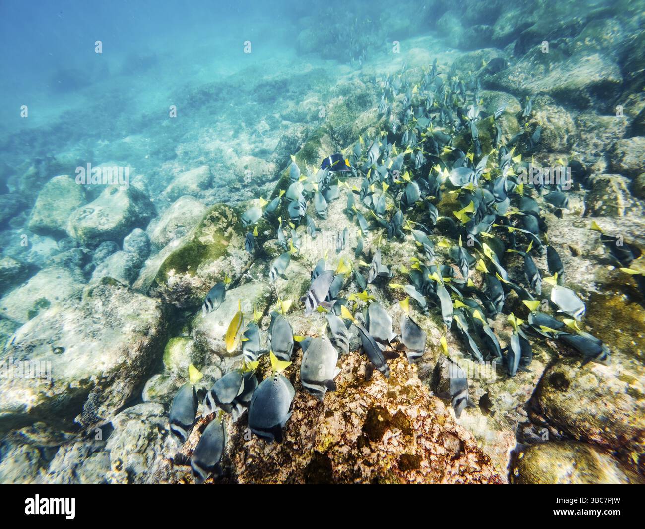 Shoal of yellowtail surgeonfish (Prionurus punctatus), underwater ...