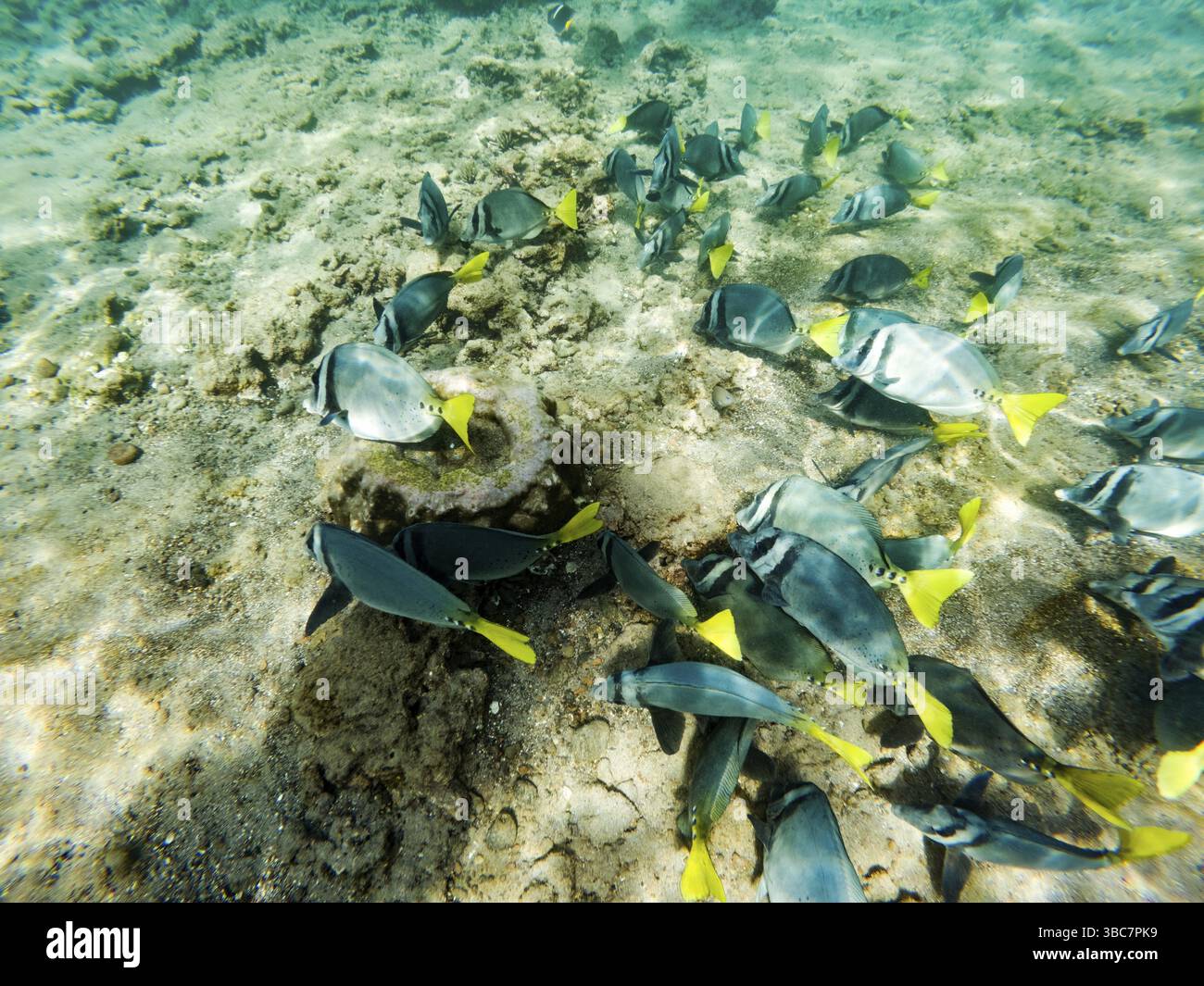 Razor surgeonfish (Prionurus laticlavius), underwater, Galapagos ...