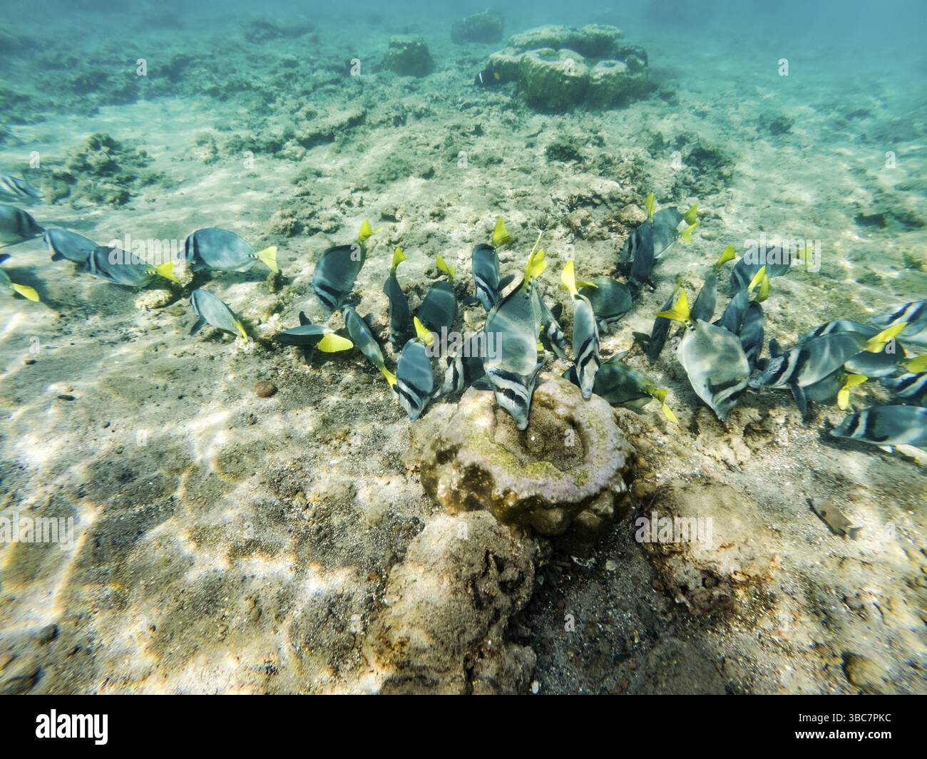 Razor surgeonfish (Prionurus laticlavius), underwater, Galapagos ...