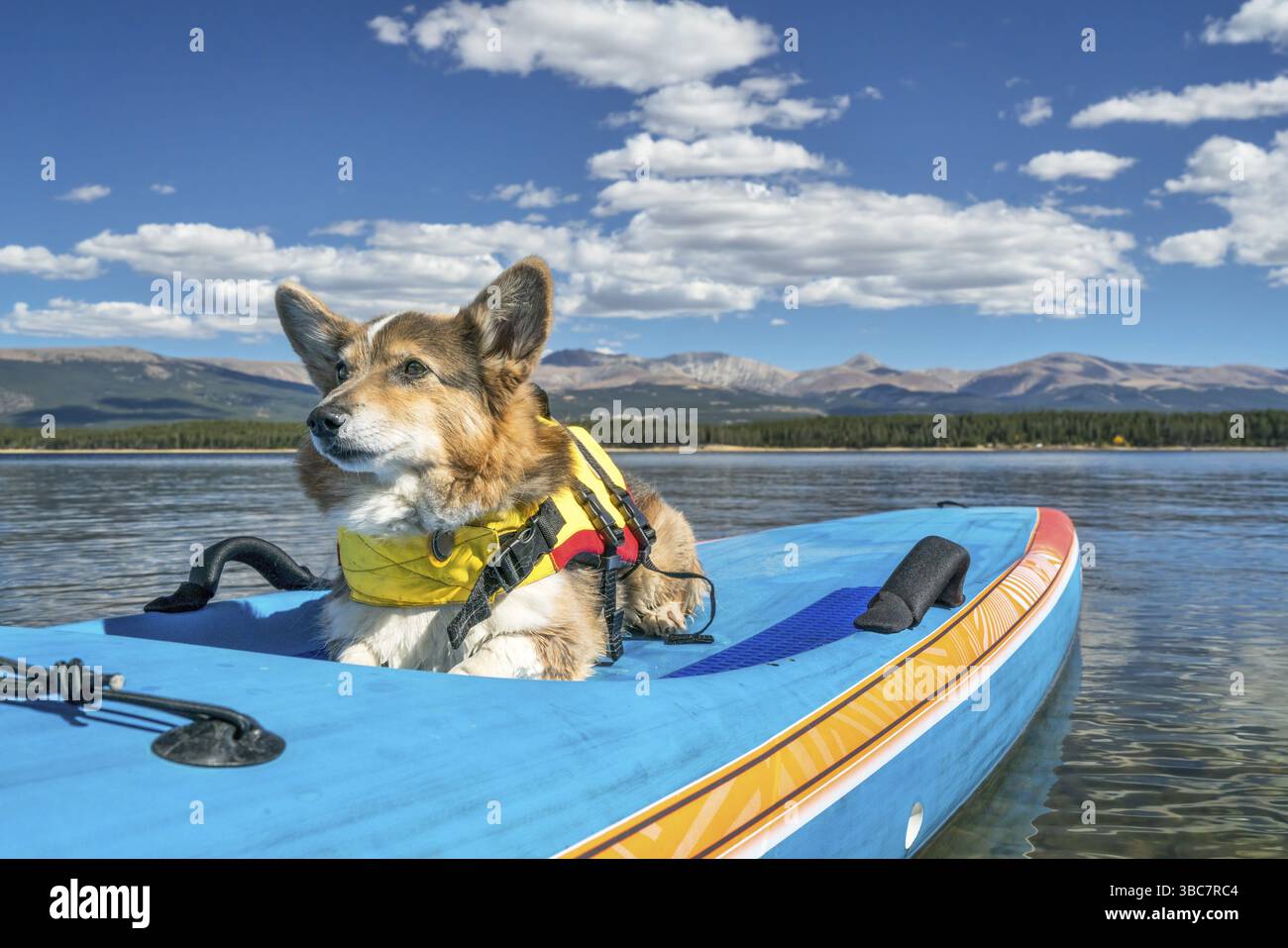 Corgi dog in a life jacket on a stand up paddling board ready for ...