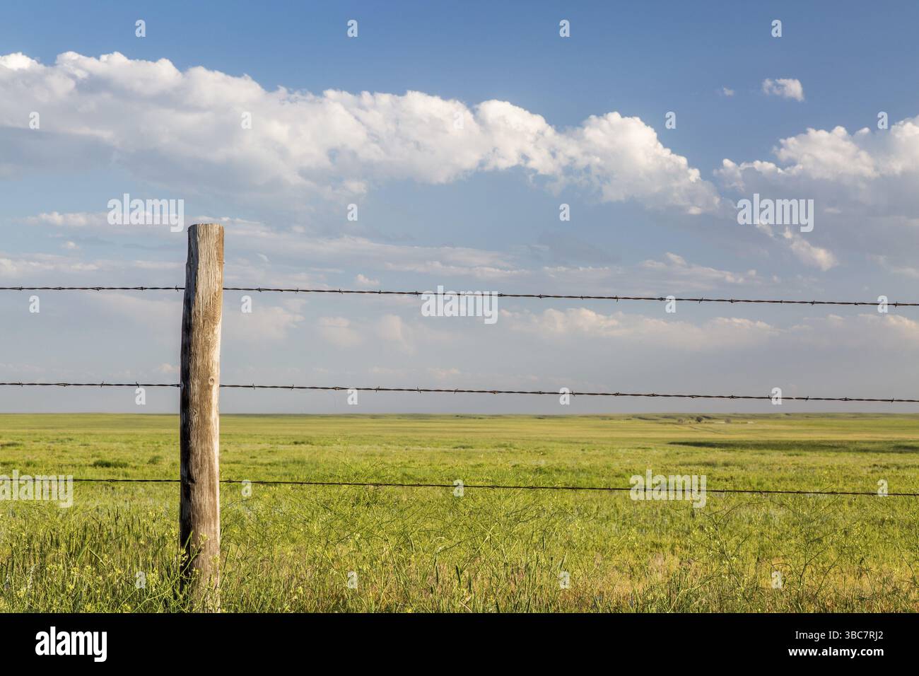 Barbed wire cattle fence in Pawnee National Grassland in northern ...