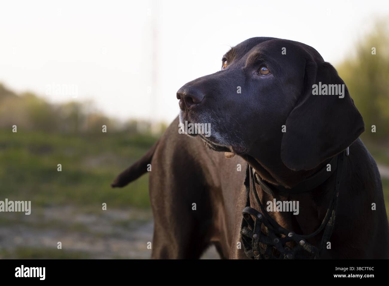 Dog Breed German Shorthair Pointer Close-up Stock Photo - Alamy