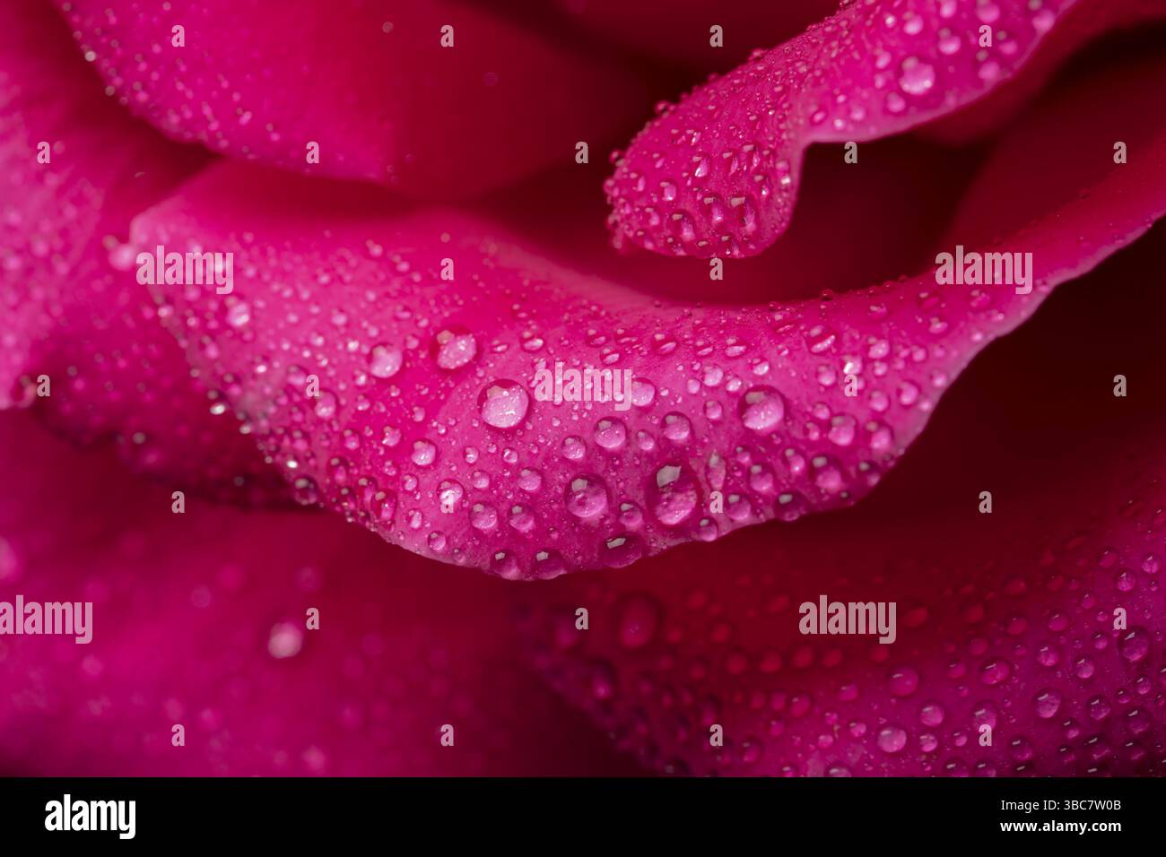 Red rose flower close-up background. Beautiful dark red rose close-up ...
