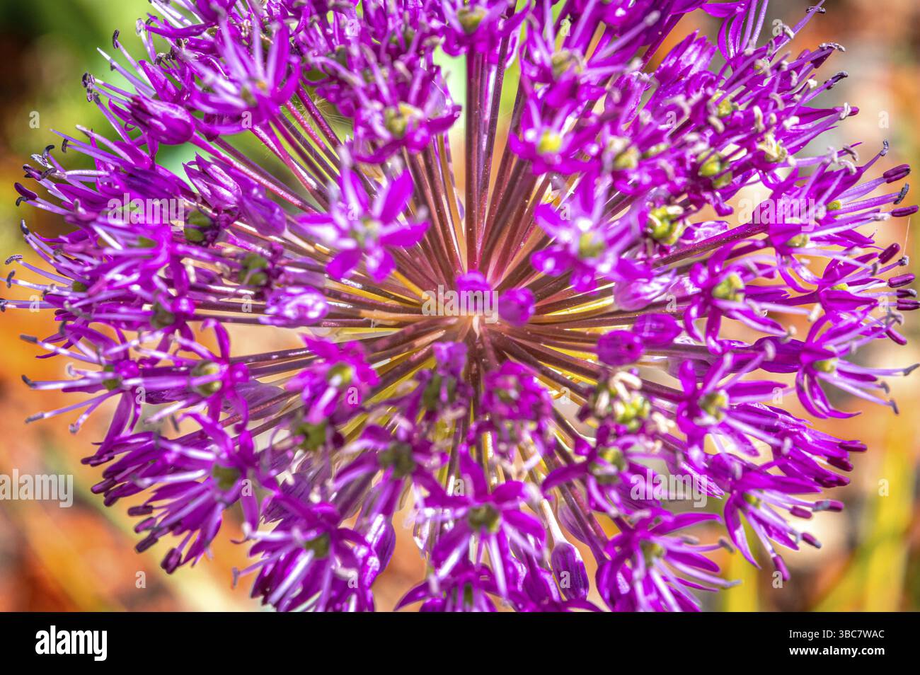 Purple flower of a star leek (Allium cristophii) and petals in full ...
