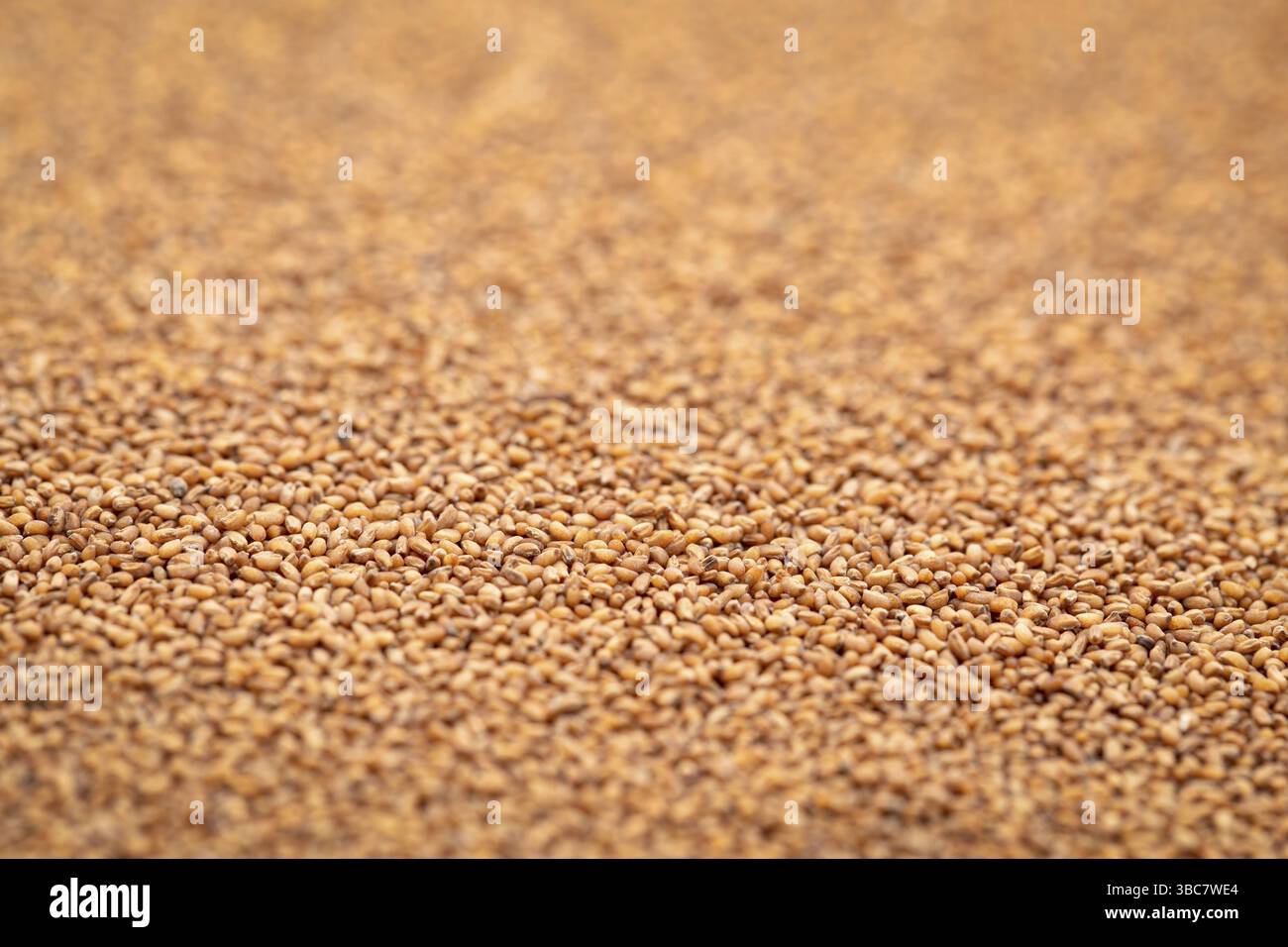 Gluten free brown teff grain background with a selective focus ...