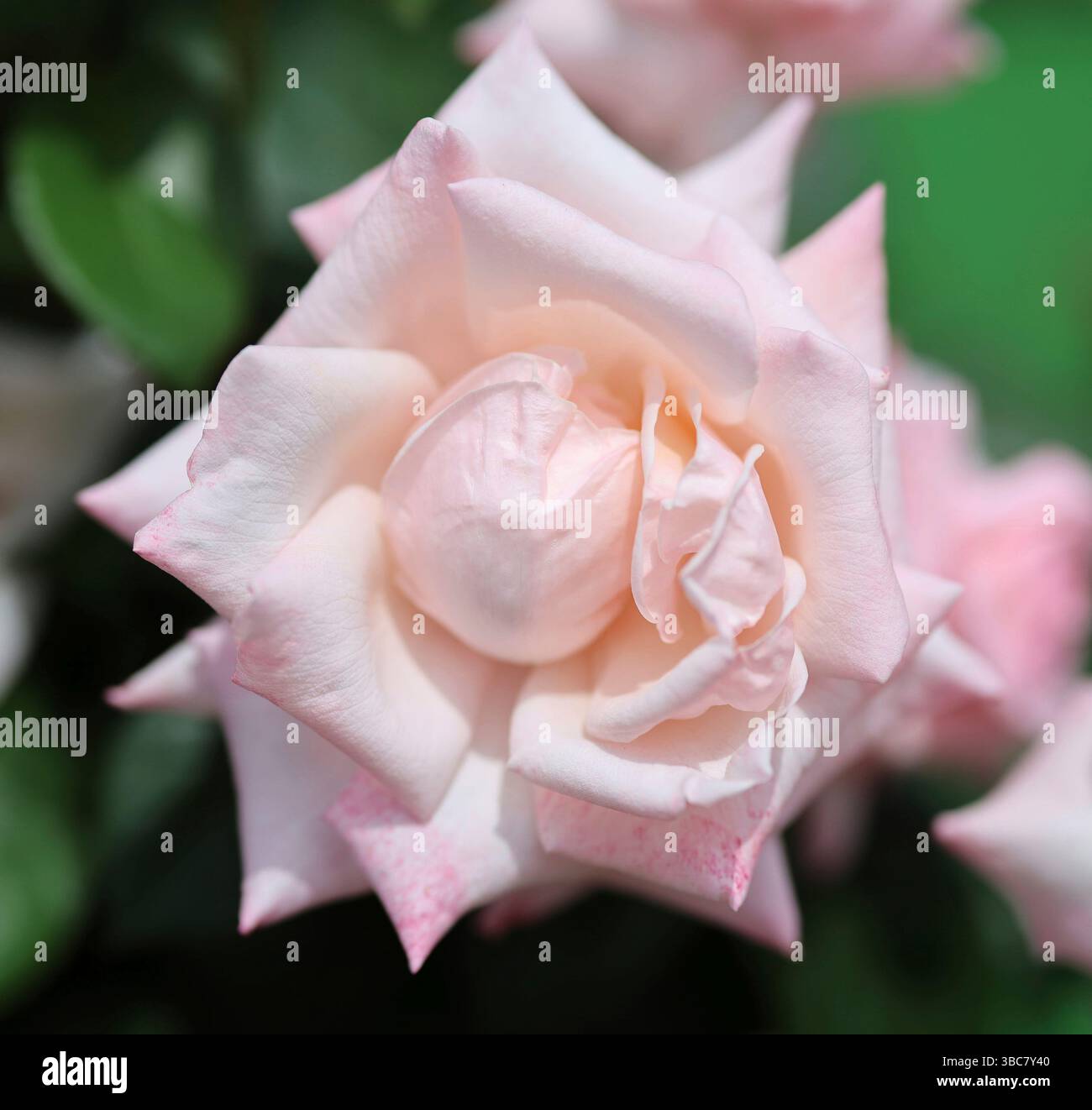 A photo shows rose named after Japanese Princess Tomohito of Mikasa ...