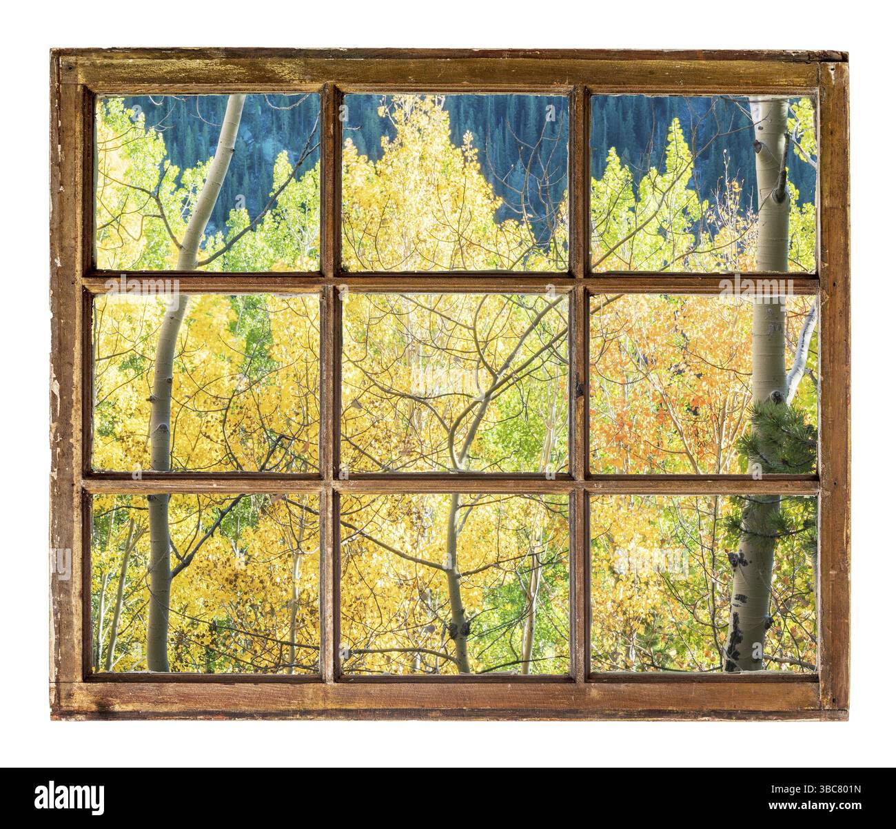 Colorado aspen tree in fall colors as seen from a sash window of old ...
