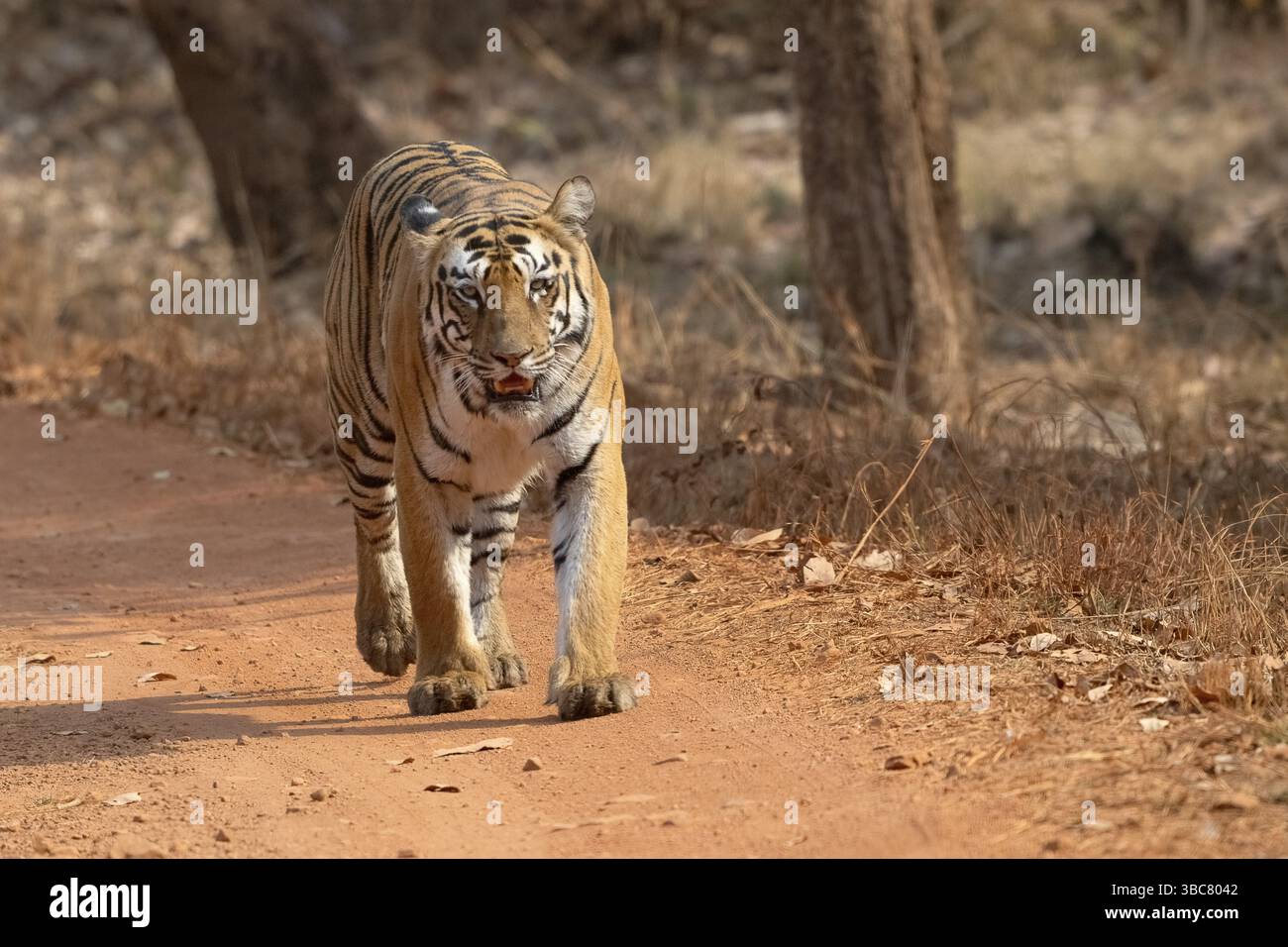 Tiger (Panthera tigris), Bengal tiger or Indian tiger, big cat ...