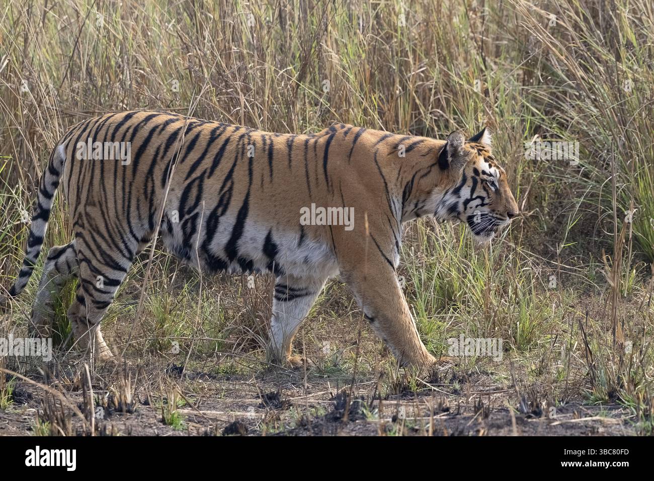 Tiger (Panthera tigris), Bengal tiger or Indian tiger, big cat ...
