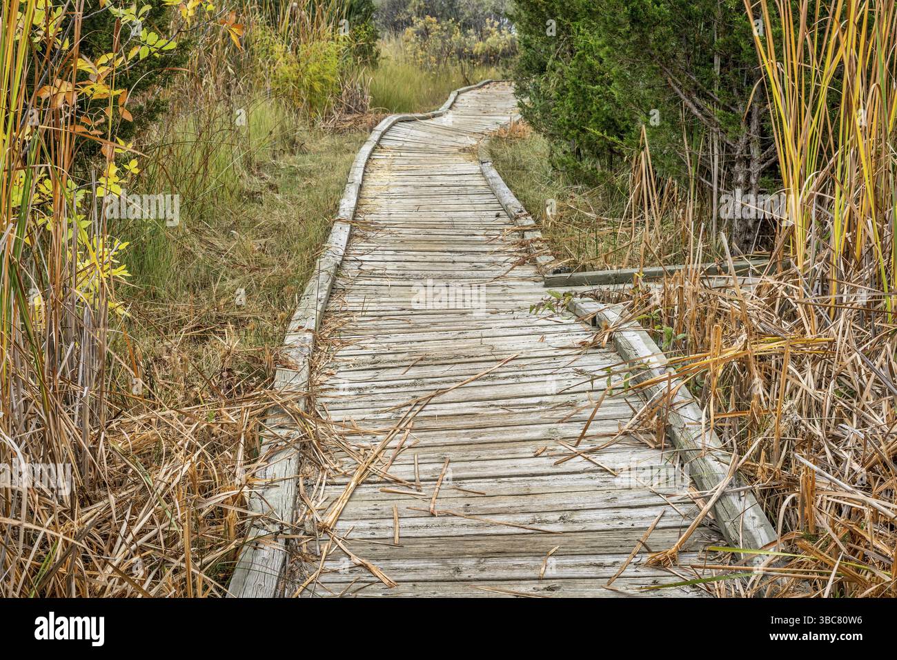 Winding nature trail - wooden boardwalk path through wetlands in a fall scenery - a journey ...