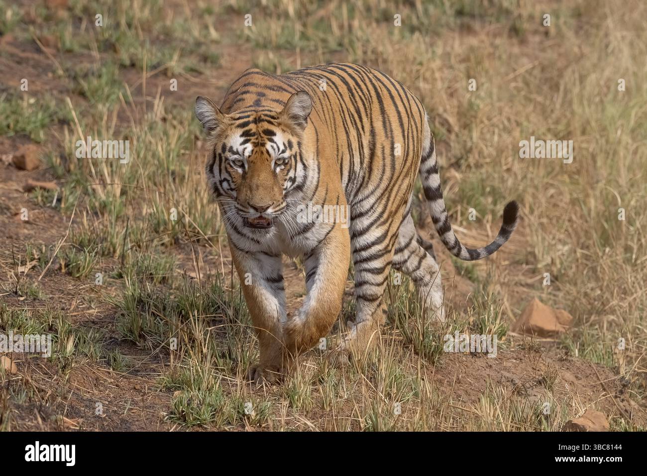 Tiger (Panthera tigris), Bengal tiger or Indian tiger, big cat ...