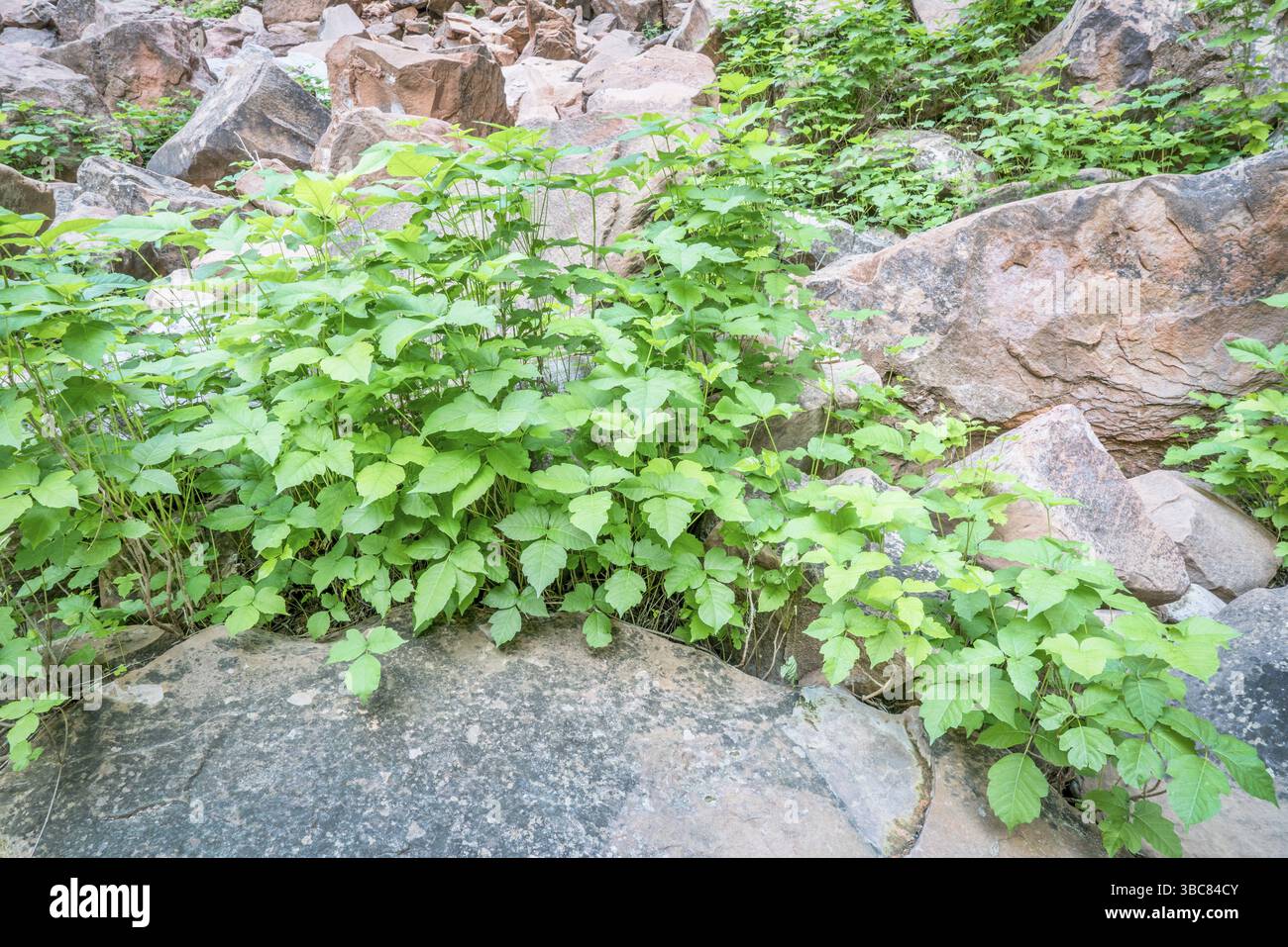 Poison ivy (Toxicodendron radicans) growing in abundance at a bottom of ...