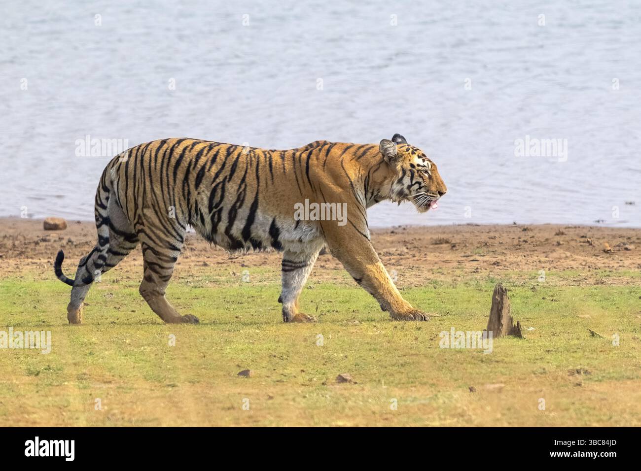 Tiger (Panthera tigris), Bengal tiger or Indian tiger, big cat ...