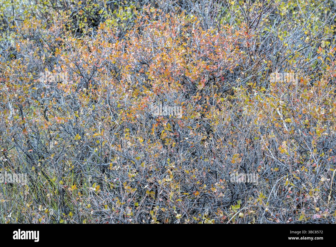 Tapestry of shrubs nad bushes in fall colors in Colorado's Rocky ...