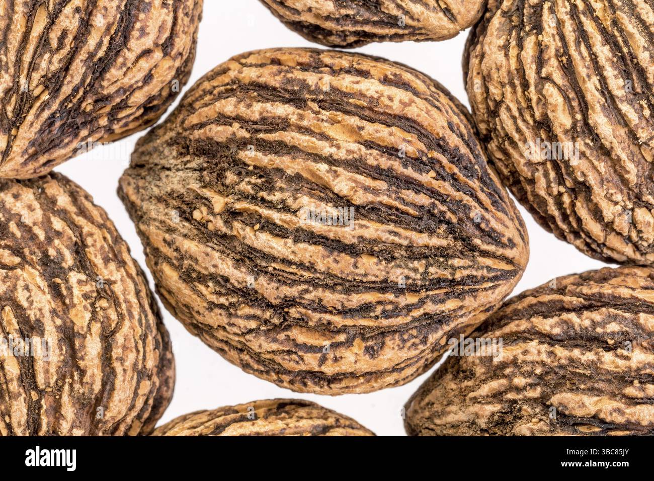 Organic black walnuts in shells against white background Stock Photo ...