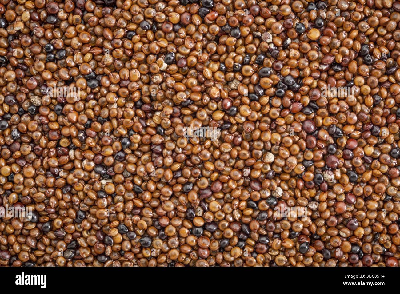 Texture of kaniwa grain, gluten free, indigenous Andean food crop, life ...