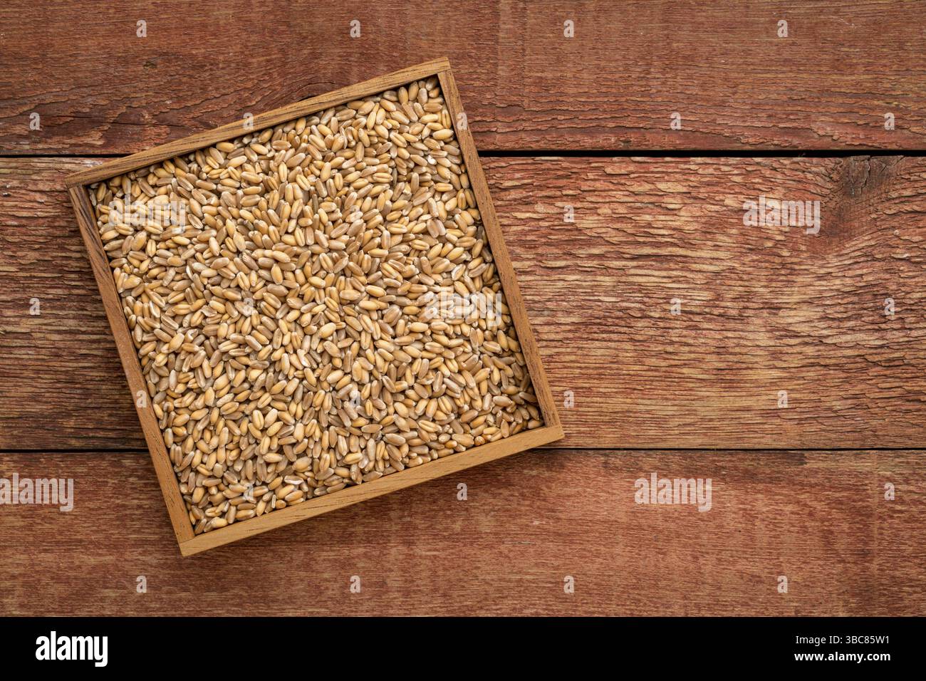 Hard red winter wheat in a square box against rustic barn wood with a ...