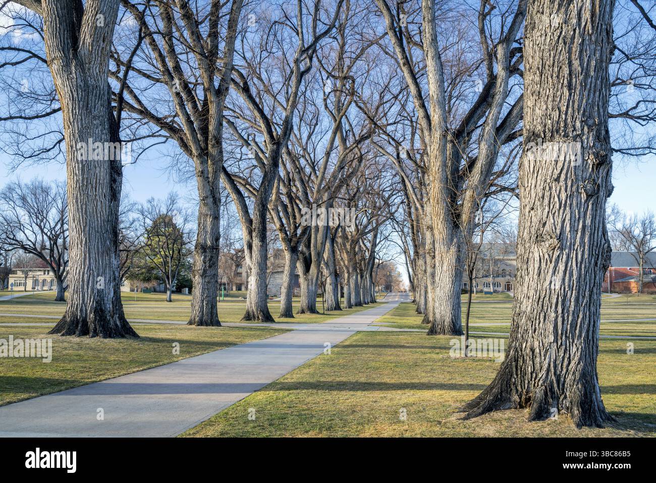 Ulmus pubescens hi-res stock photography and images - Alamy