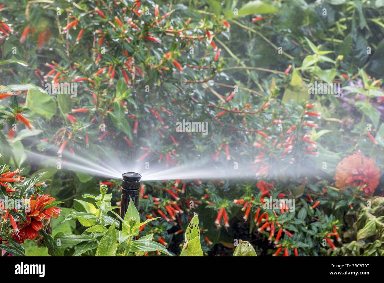 Water sprinklers running in a garden with a variety of flowers Stock ...
