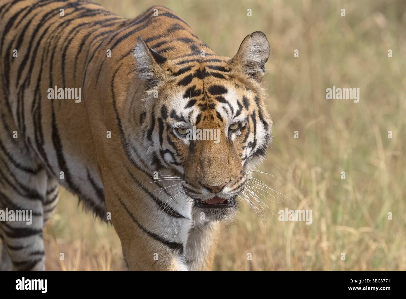 Tiger (Panthera tigris), Bengal tiger or Indian tiger, big cat ...