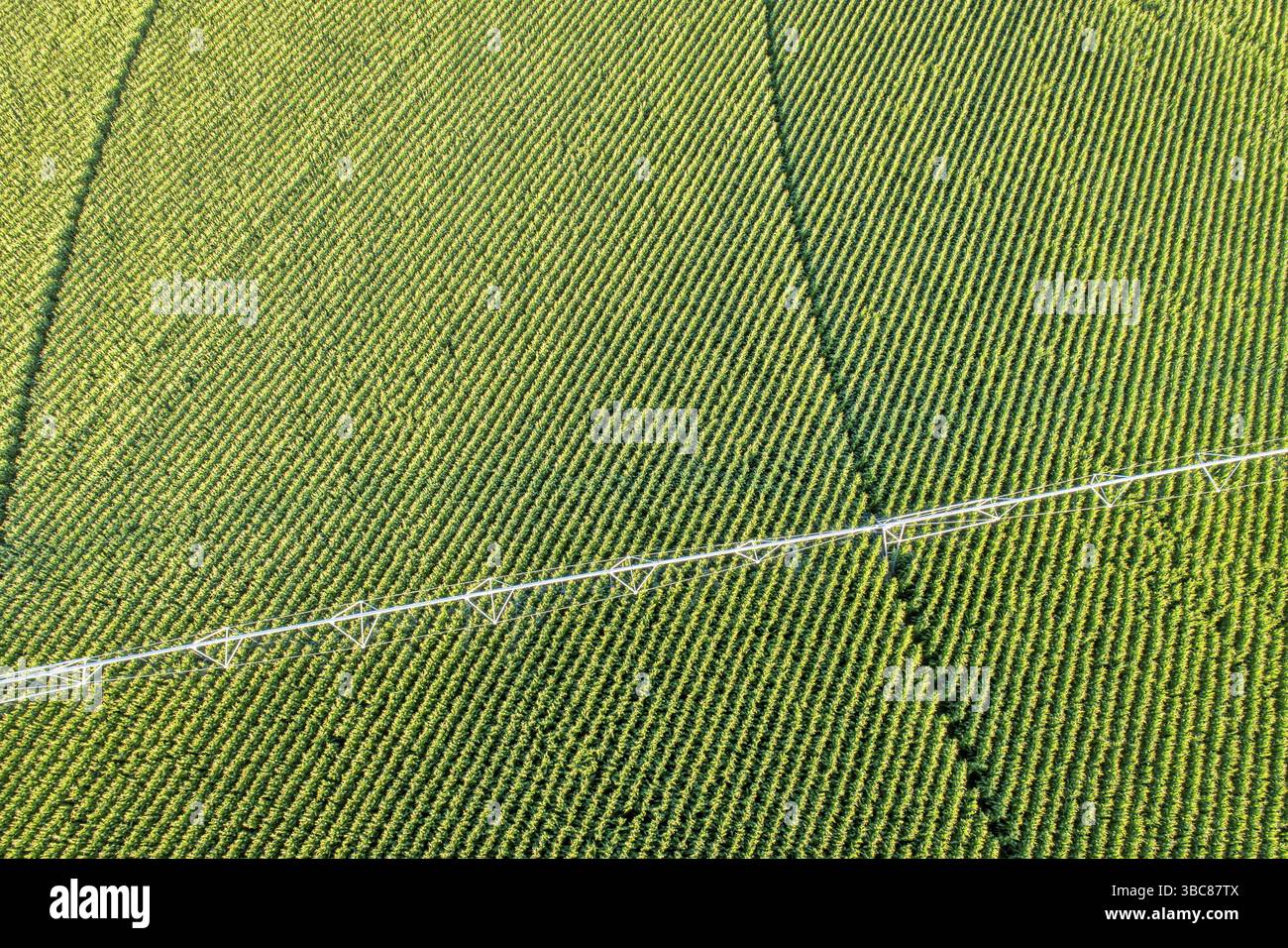Aerial view of corn field with a sprinkler in eastern Colorado Stock ...