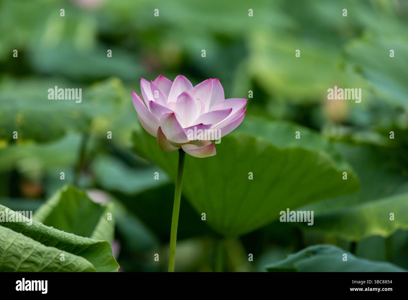 Peaceful bloom hi-res stock photography and images - Alamy