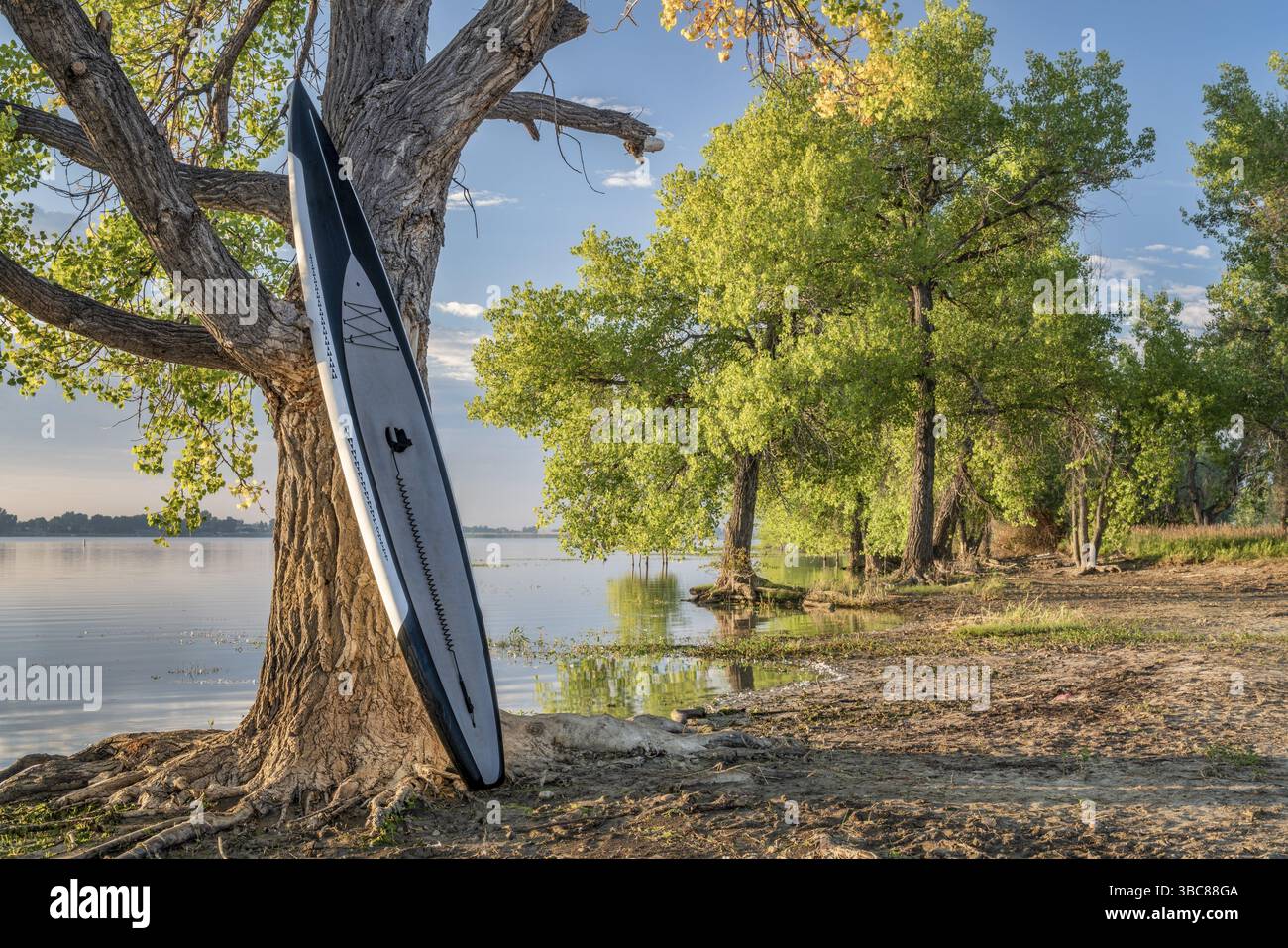 Stand up paddleboard against cottonwood tree on a lake shore at sunrise ...