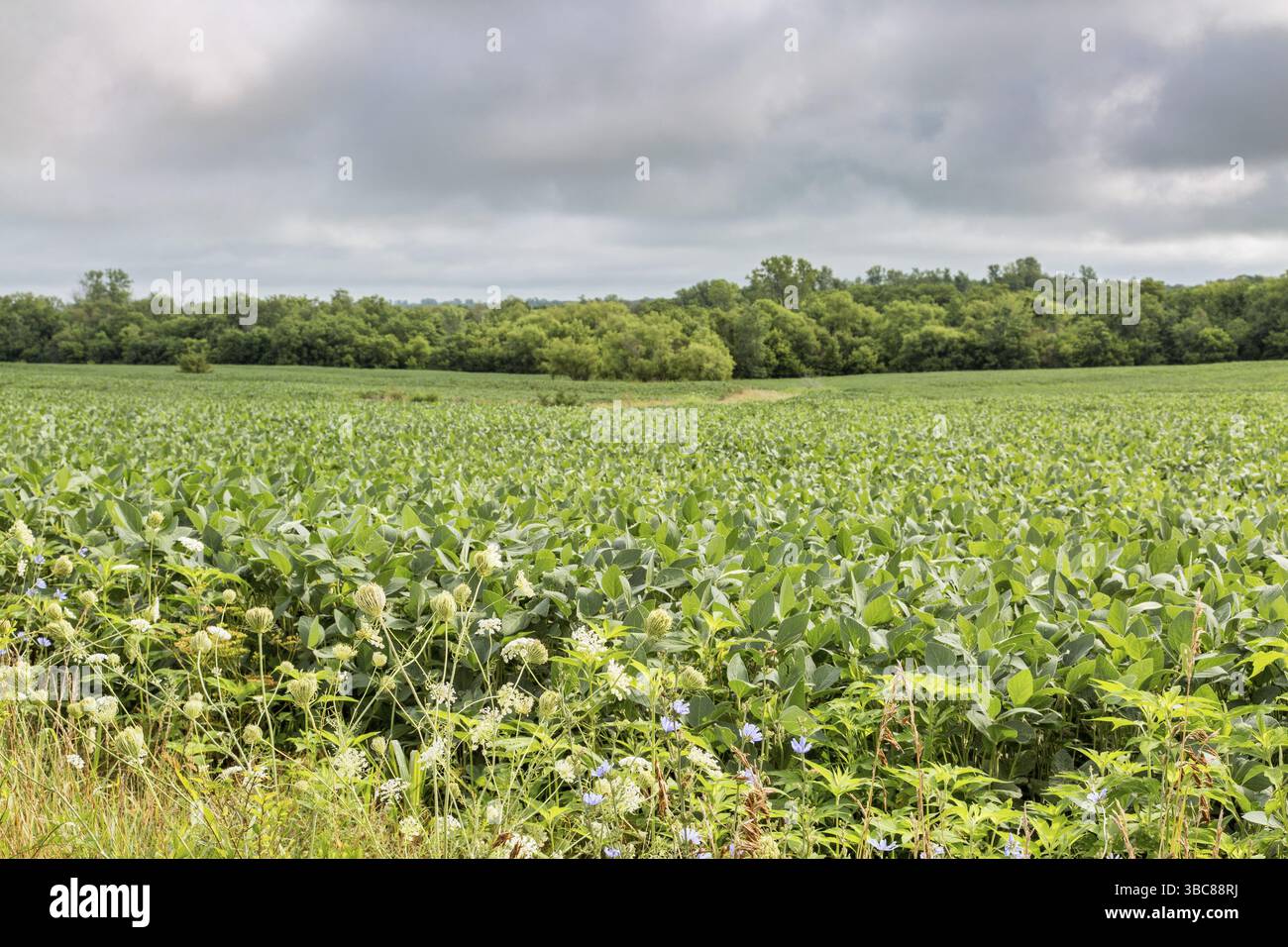 Soybean crops in missouri hi-res stock photography and images - Alamy