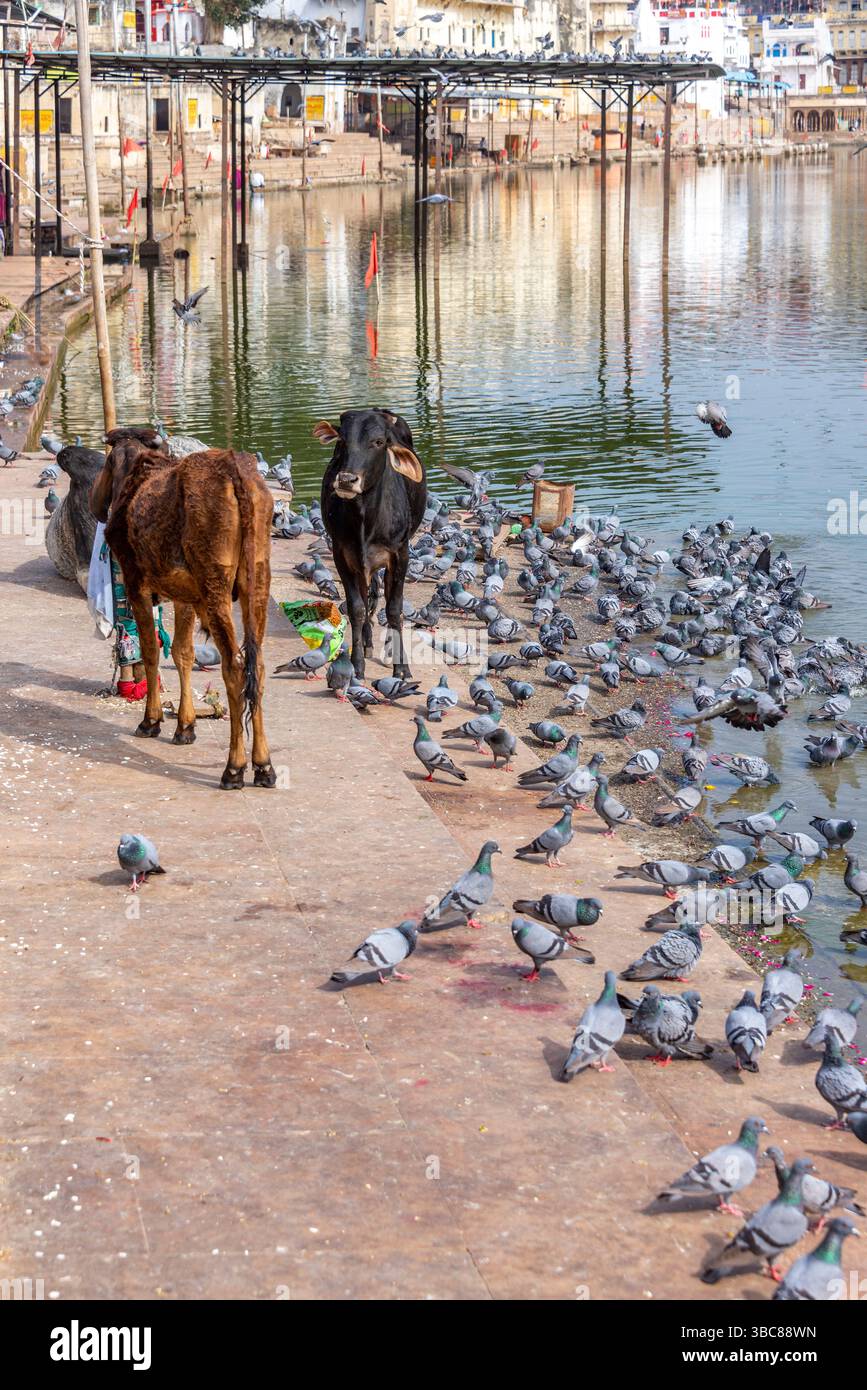 A beautiful scene of Cows and Pigeons co-existing peacefully along the ...