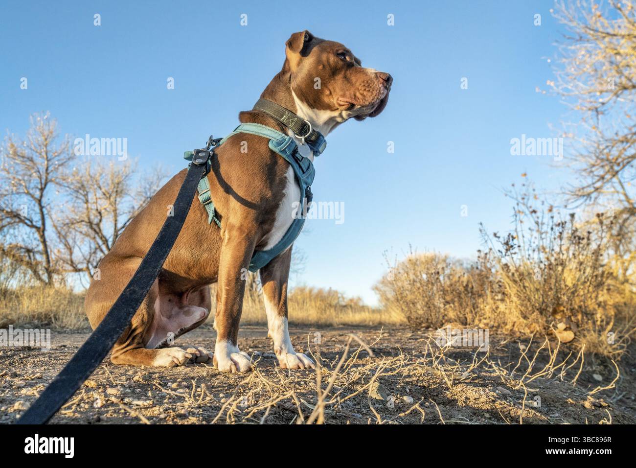 Young pit bull terrier dog in no pull harness sitting during outdoor ...