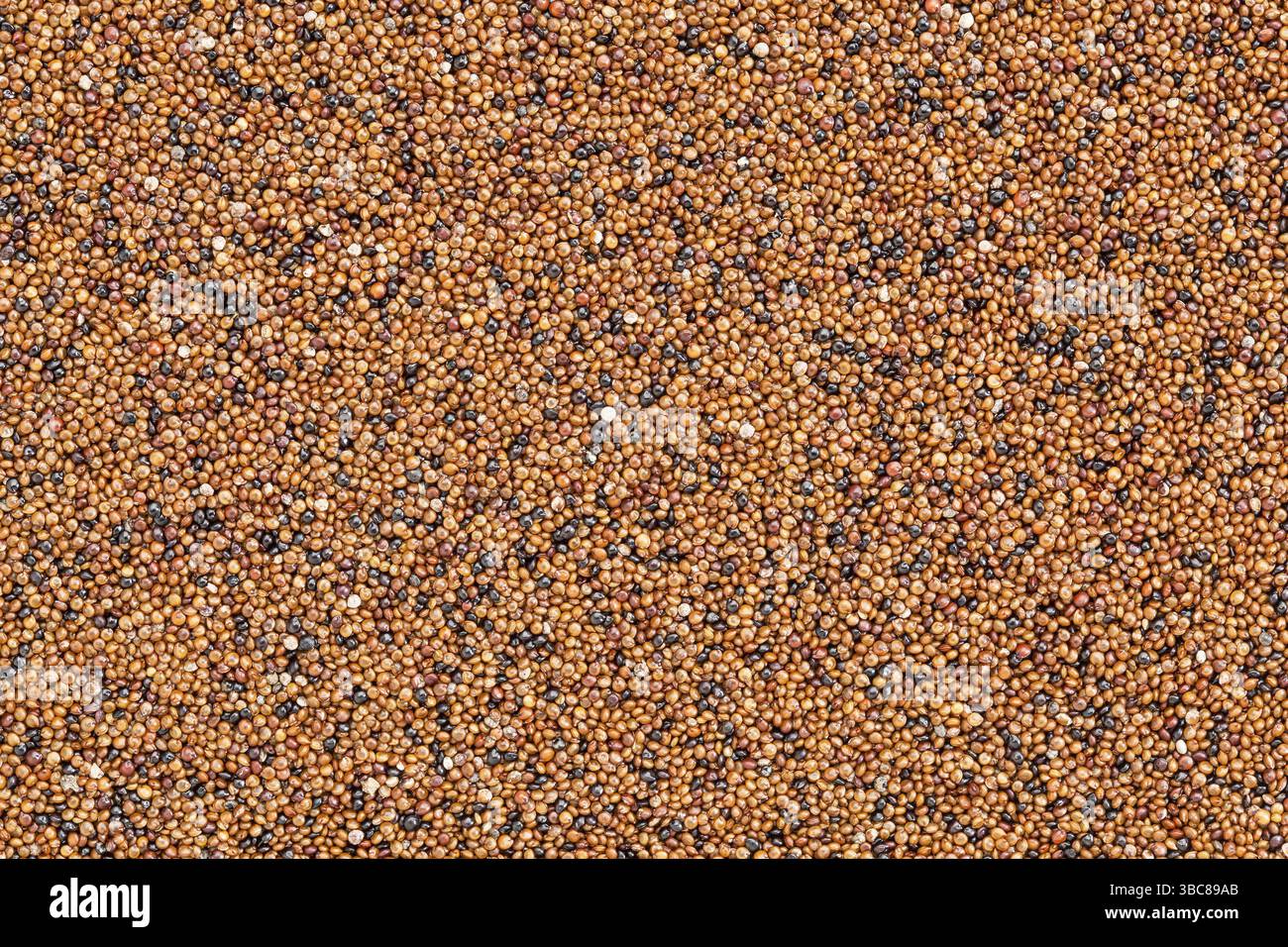 Texture of kaniwa grain, gluten free, indigenous Andean food crop Stock ...