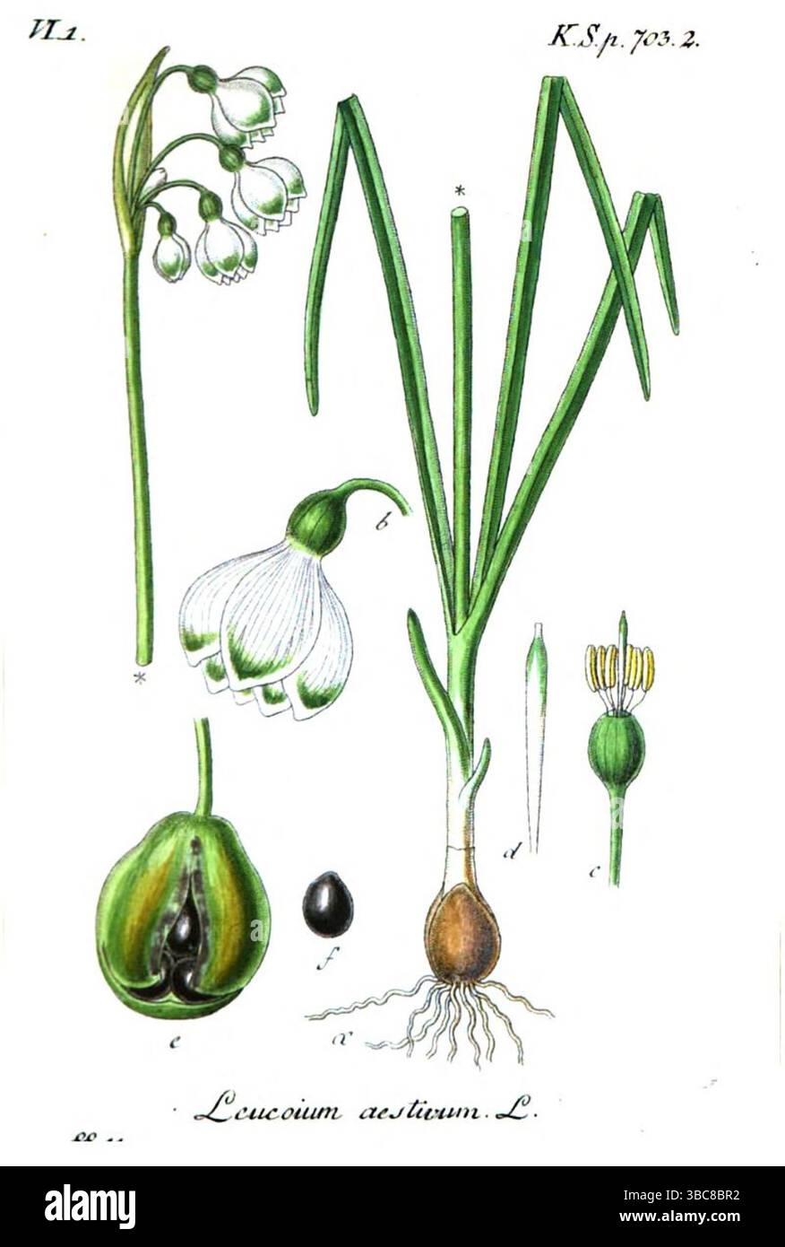 Leucojum aestivum, commonly called the summer snowflake, giant ...