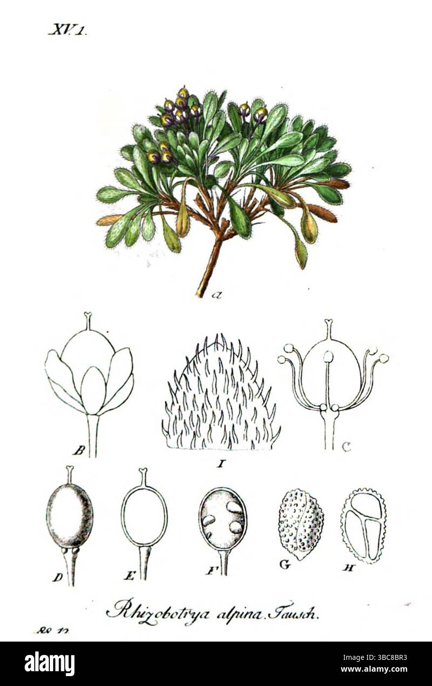 Germanys natural heritage Cut Out Stock Images & Pictures - Alamy