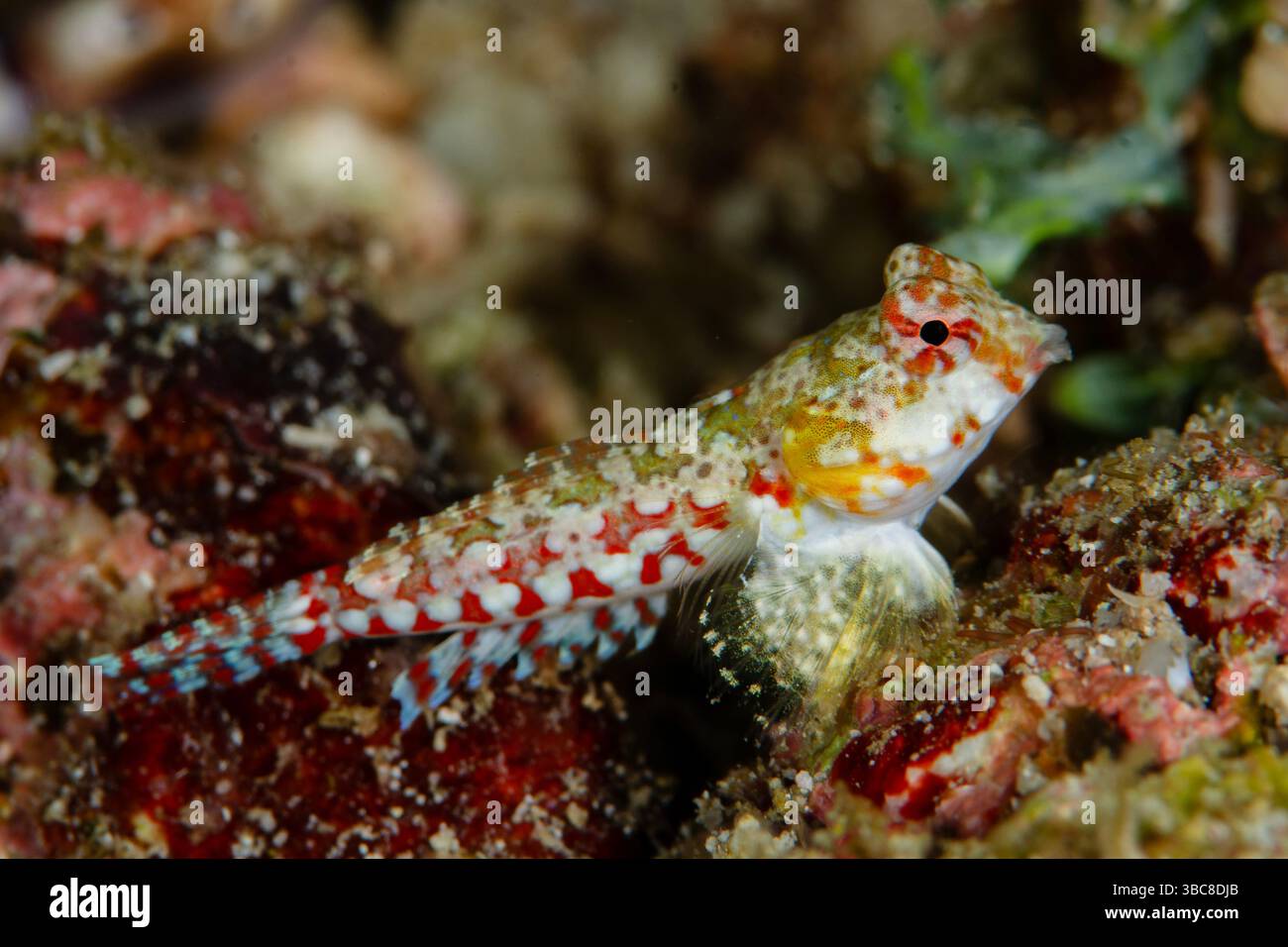 Moyer's Dragonet, Synchiropus moyeri, Mansuar Point East dive site ...