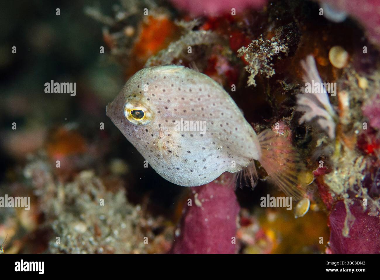 Juvenile Puffer Filefish, Brachaluteres taylori, Hei Nus dive site ...