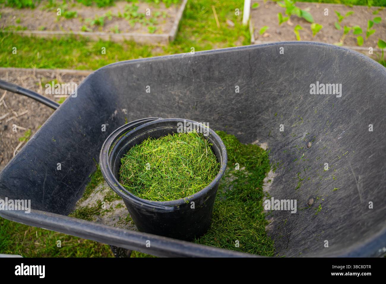 Bucket with green mowed grass, close-up in a garden cart. Material for ...
