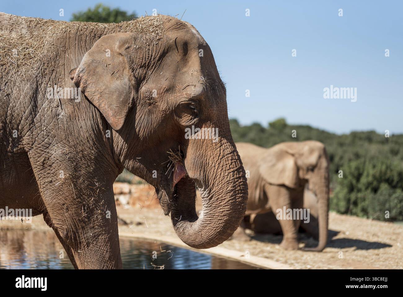 Elephant at zoo safari Fasano, Italy, Europe Stock Photo - Alamy