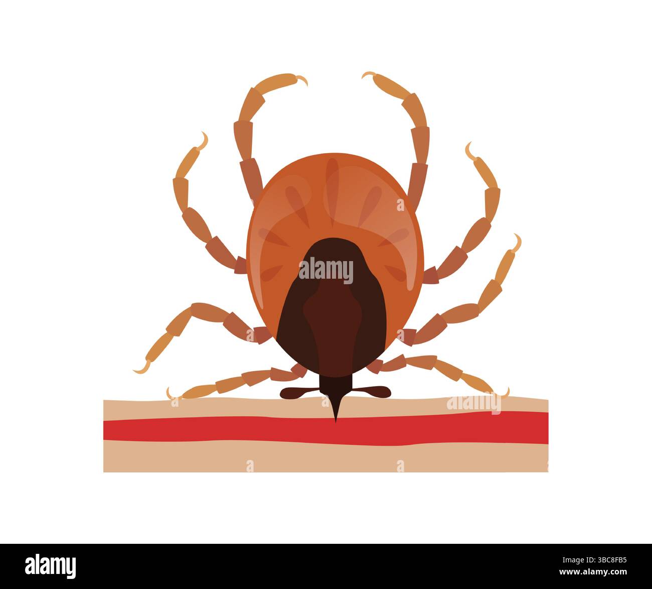Dangerous tick insect sucking blood, transmitting borreliosis ...