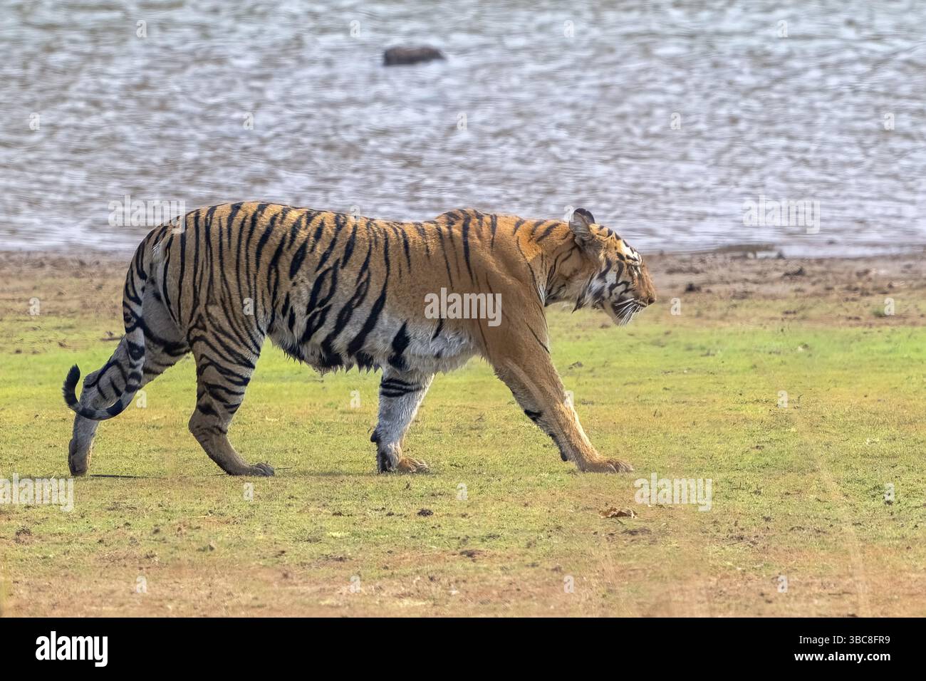 Tiger (Panthera tigris), Bengal tiger or Indian tiger, big cat ...