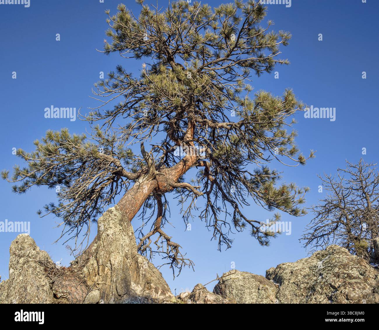 Twisted pine tree in Rocky Mountains at Gateway Natural Area near Fort ...