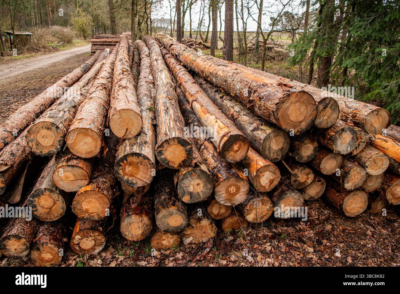 Logging industry. Tree log forest. Pine tree log. Softwood lumber ...