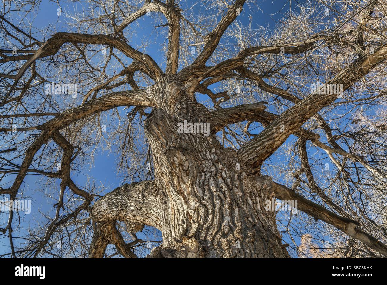 Giant cottonwood tree with without leaves native to Colorado Plains ...