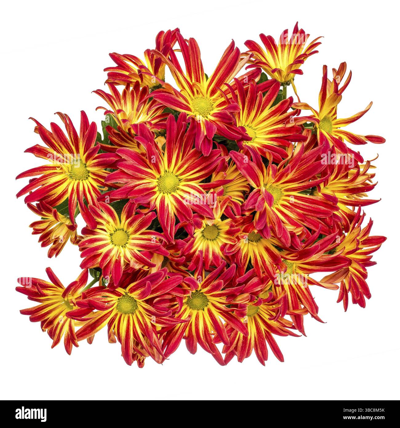 Bouquet of red and yellow mums isolated on white Stock Photo - Alamy