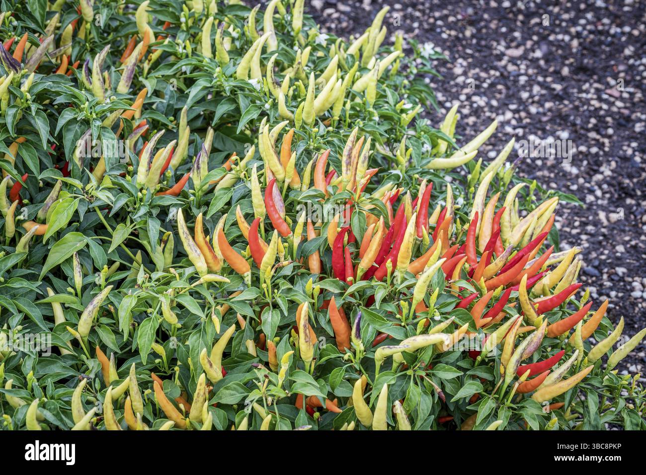 Basket of fire pepper - ornamental hot pepper in a garden Stock Photo ...