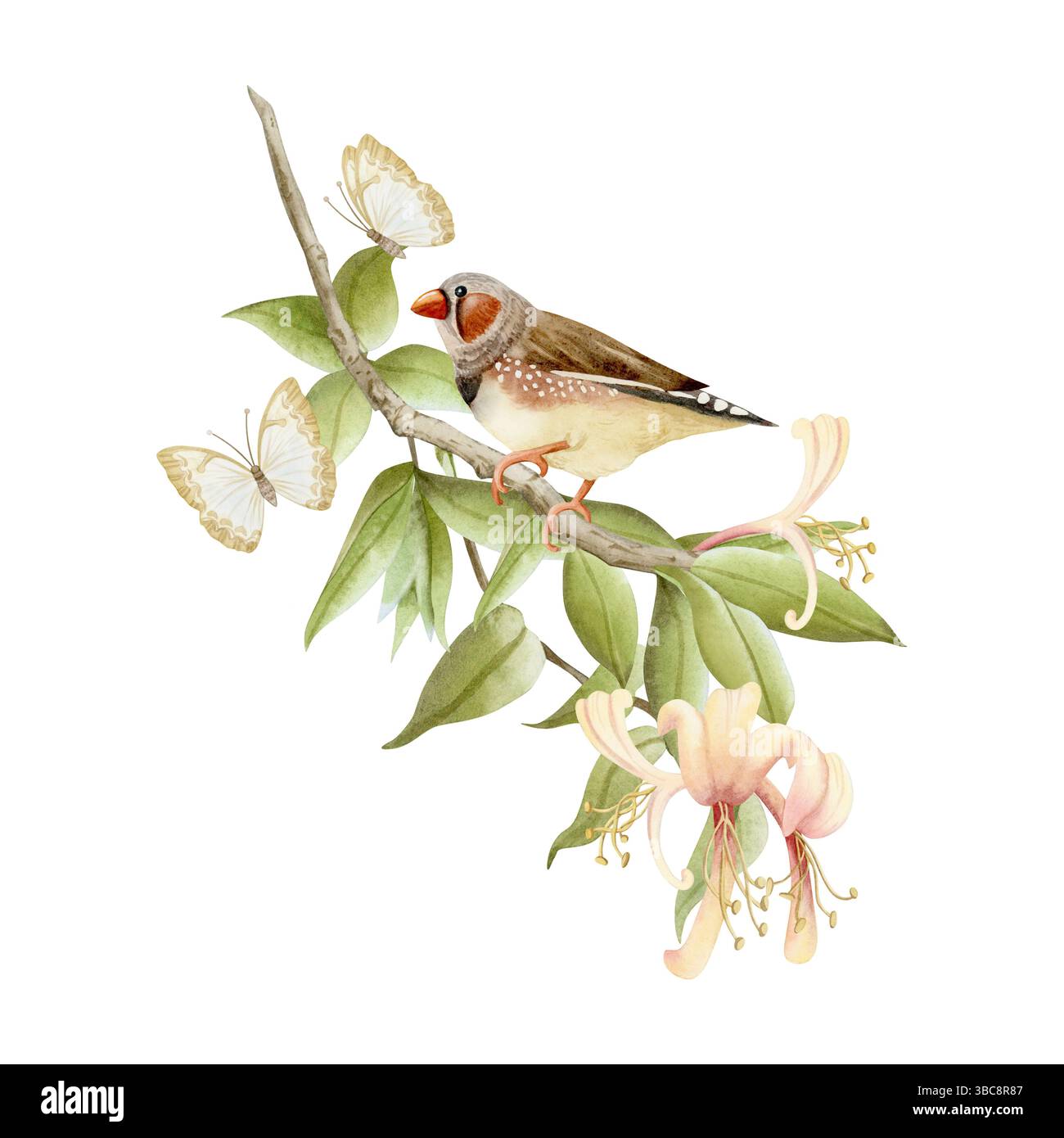 Honeysuckle flowers on garden Cut Out Stock Images & Pictures - Alamy