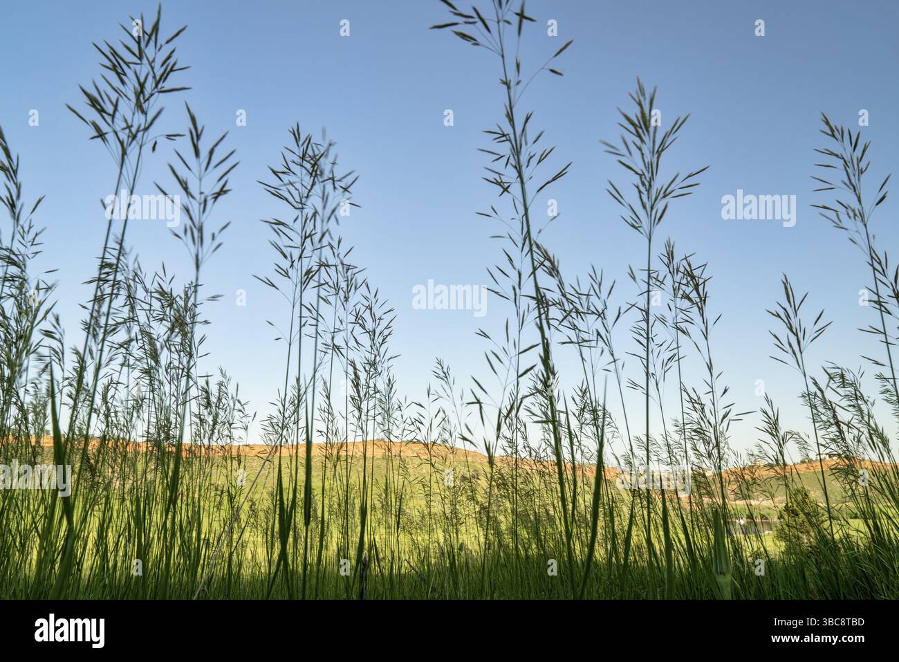Tall grass silhouette against Colorado foothills landscape, late spring ...